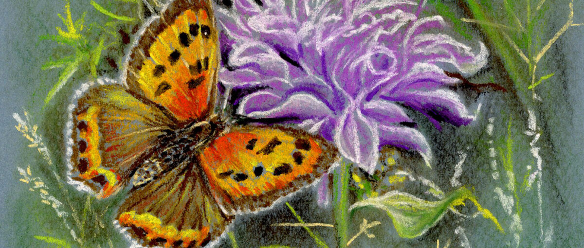 Butterfly Wings – Encouraged by Scripture
